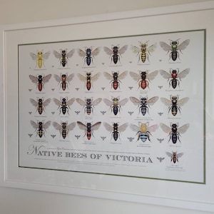 Native Bees of Queensland Poster third Edition - Etsy Australia