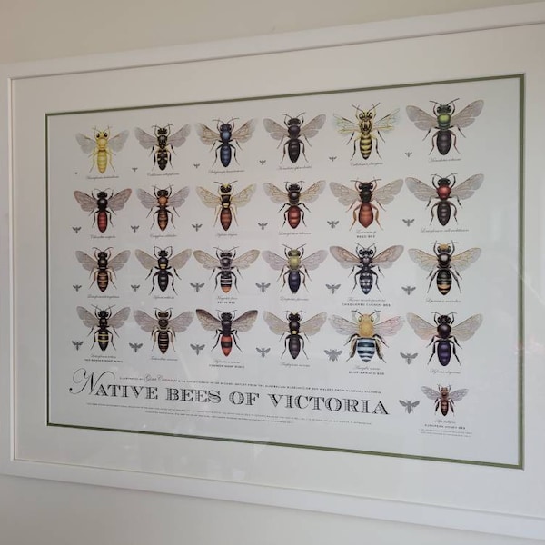 Native Bees of Victoria (third Edition) - Etsy Australia