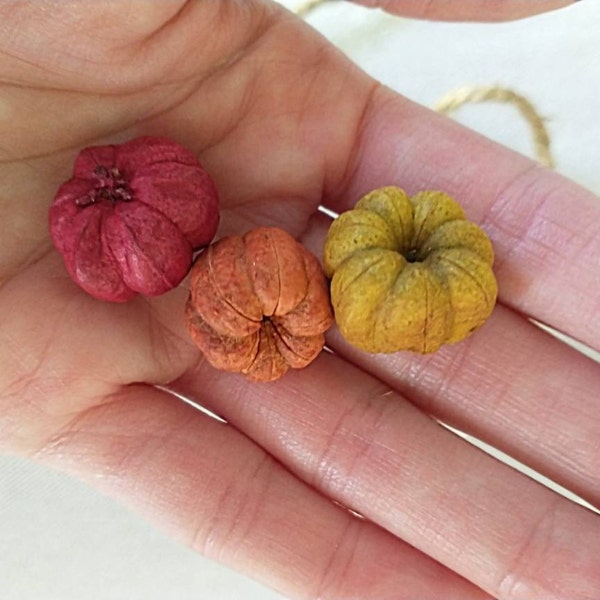 Harvest Putka Pods Multicolored Blend Scented/unscented. Handpicked and ...