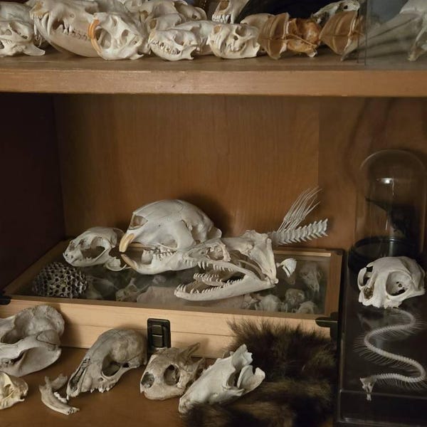 Real Moray Eel Skull 12 Cm, Monster Fish Taxidermy, Pharyngeal Jaw ...