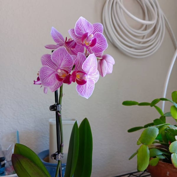Orchid Repotting Kit With Fine Fir Bark Mix and 4 Clear Round Slotted ...