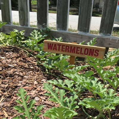 WATERMELONS Garden Sign Cedar Wood: Hand Routed Sign Plant - Etsy