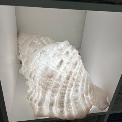 Imperial Volute Conch Shell Horn Spikes Unique Large Display Seashell ...