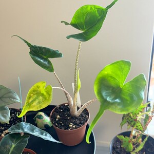 Hoya Sp. Timor, Rare & Beautiful Hoya, Rooted Plant Shipped in 2.5 Pot ...