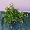 Creeping Fig ficus Pumila 2 Pack Living Wall , Groundcover ,house Plant ...