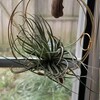 Tillandsia Stricta Iridescent Air Plants - Etsy