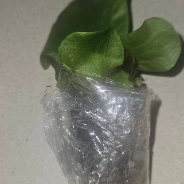 Philodendron White Princess 2 Starter Plant ALL STARTER PLANTS Require ...
