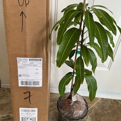 Ice Cream Dwarf Mango Tree Grafted 18 to 24 - Etsy