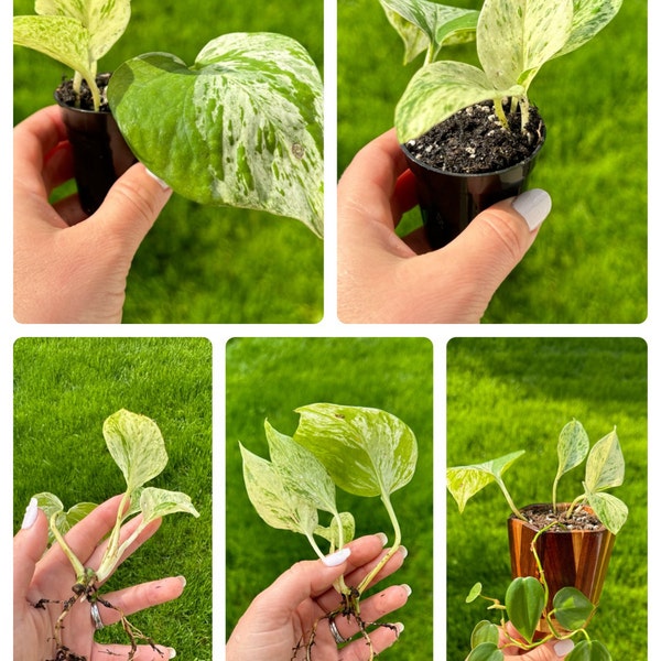 Snow Queen Pothos Single Starter Plant in a 1.5 Pot Epipremnum Aureum ...