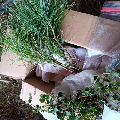 Princess Pine Clubmoss - Etsy