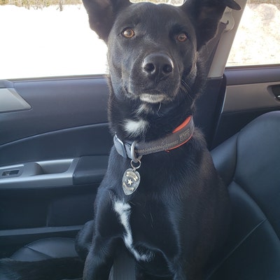 K9 Officer Police Badge Dog Tag-custom Engraved Dog Collar Tag-law ...