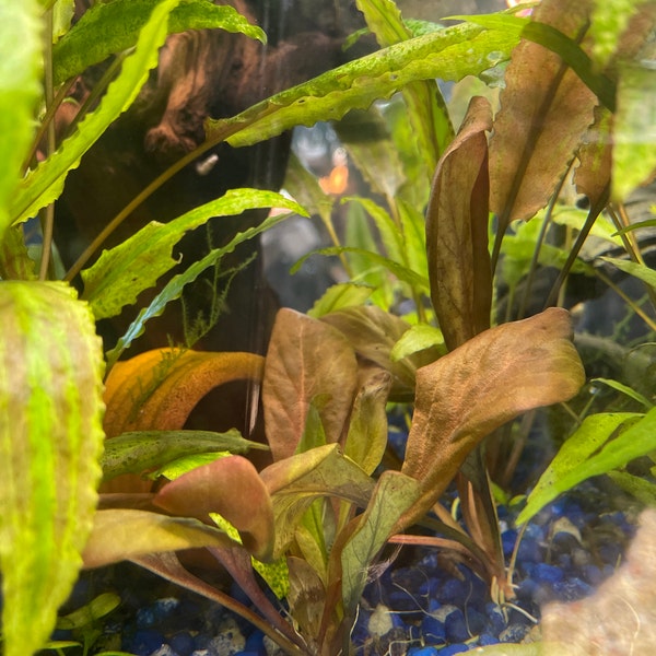 Samolus Parviflorus Red Rare Live Aquarium Plants - Etsy