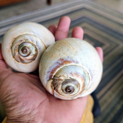 COLORFUL FLORIDA SEASHELL Mix, 30 Piece Variety Shell Pack for Gifts ...