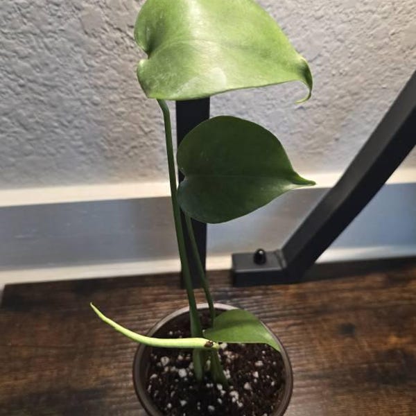 Monstera Deliciousa Live Indoor Plant, Easy Care Low Light Houseplant ...