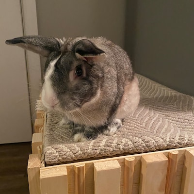 Digital Download Plans for Luxury Bunny Cubby Free Roam Rabbit Cat Home ...