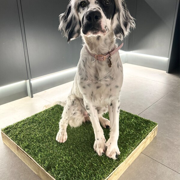 Handcrafted Dog Training Place Board: Gundogs, Puppies, Agility ...