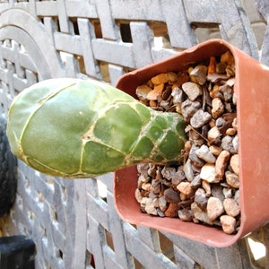 Female Head Face Ceramic Planter Pot Black Small With Drainage | Etsy