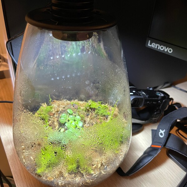 Bio Bottles Emerald Garden Mini Desktop Terrarium (bubble Cup Set ...