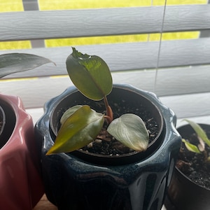 Philodendron Royal Queen Starter Plant ALL STARTER PLANTS Require You ...