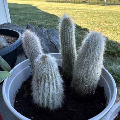 Silver Torch Cactus Cleistocactus Strausii Remarkable Premium Cactus - Etsy
