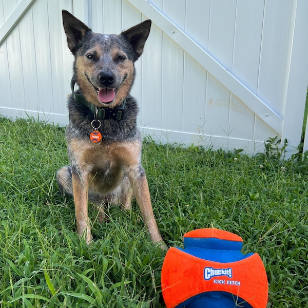 Cutest Dog Tags, Puppuccino Dog Tag, Pup Cup Starbucks, Id Tag, Custom ...