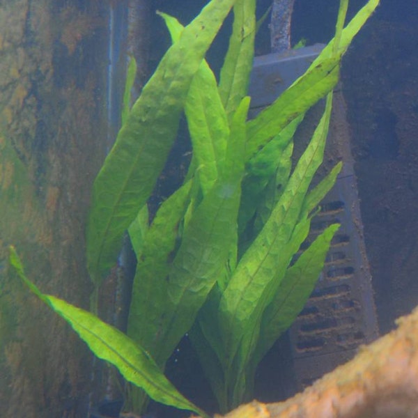 Java Fern Narrow-leaf (microsorum Pteropus 'narrow') - BUY3GET1FREE ...