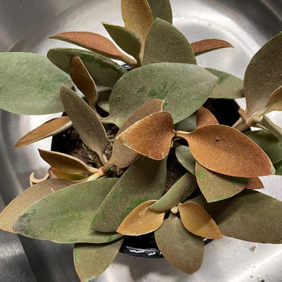 Blue Glow Agave 3 Gallon Live Succulent Plant Cactus Indoor Plant ...
