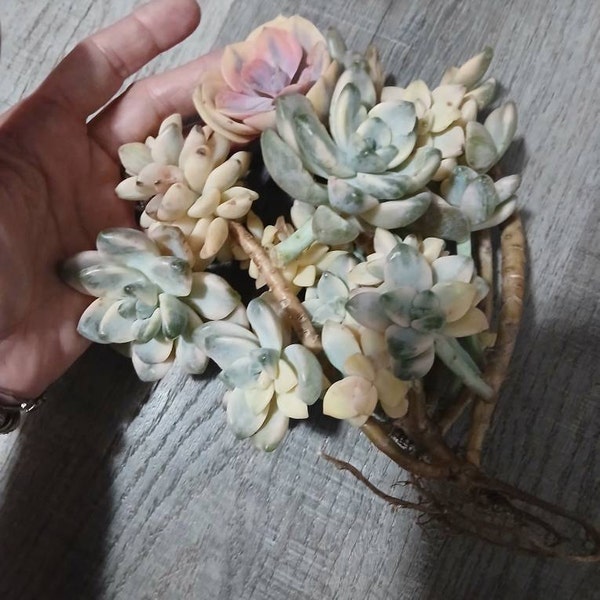Live Succulents -rare Succulents -graptoveria Paraguayense Bernalense ...
