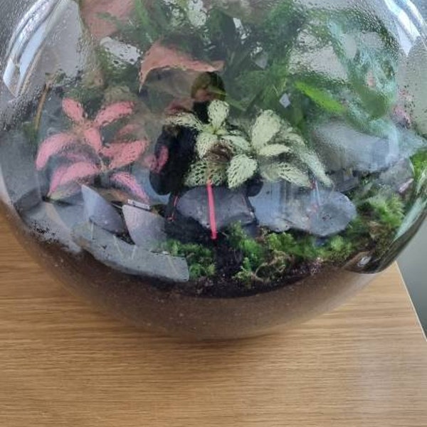Extra Large Terrarium Kit - With Plants - Etsy UK