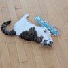 Large Cat Kicker Toy With Ribbons. 12 to 13 Long. Quality Catnip Silver ...