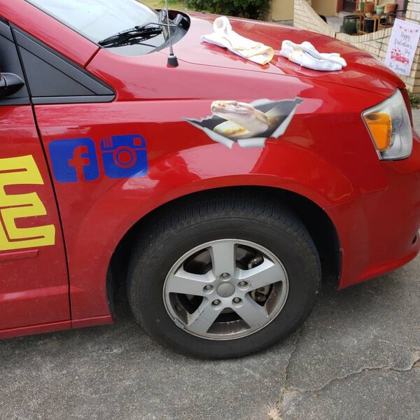 Albino Burmese Python Car Decal, Vinyl Decal, Car Decoration, Snake ...