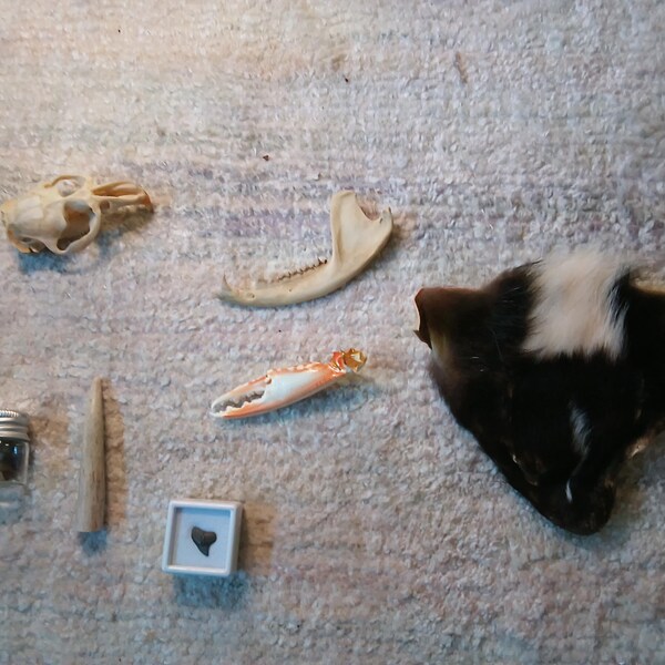 Freeze Dried Yak Feet for One Taxidermy Yak, Deer Antlers, Taxidermy ...