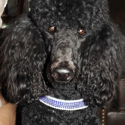 Platinum & Rhinestone Glam Cane, Derby Pearl Handle, Disability Gift ...