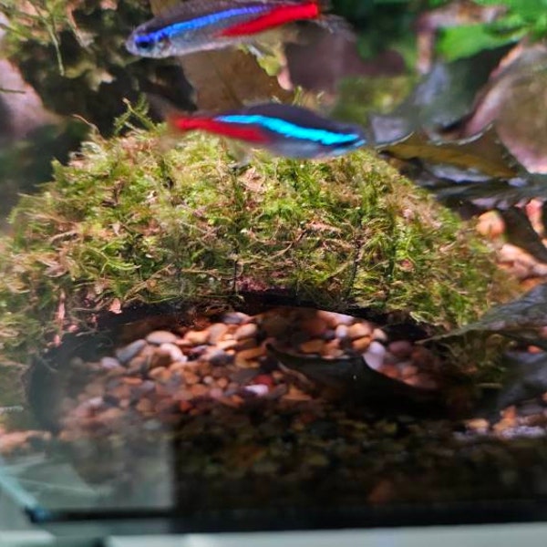 Eleocharis Vivipara Giant Hair Grass Freshwater Live Aquarium Plants ...