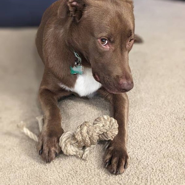 Organic Hemp Rope Natural Dog Toy / Small Medium and Large Breeds - Etsy