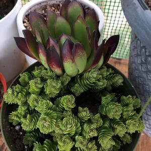 2, 4, 6 Pot, or Cuttings Aeonium Merlot, Purple Leave, Aeonium ...