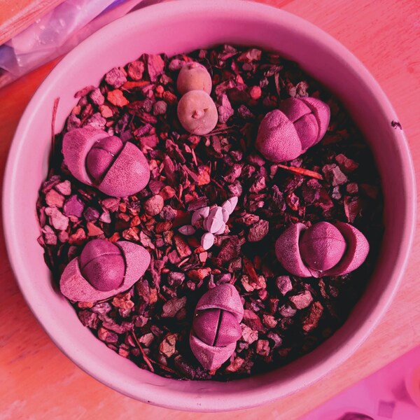 Live Ultra Rare Plant~ One Cluster ~ Lithops Cluster Optica Rubra C81A ...