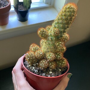 Fire Mammillaria Elongata Copper King Cactus Rare Succulent Live Cacti ...