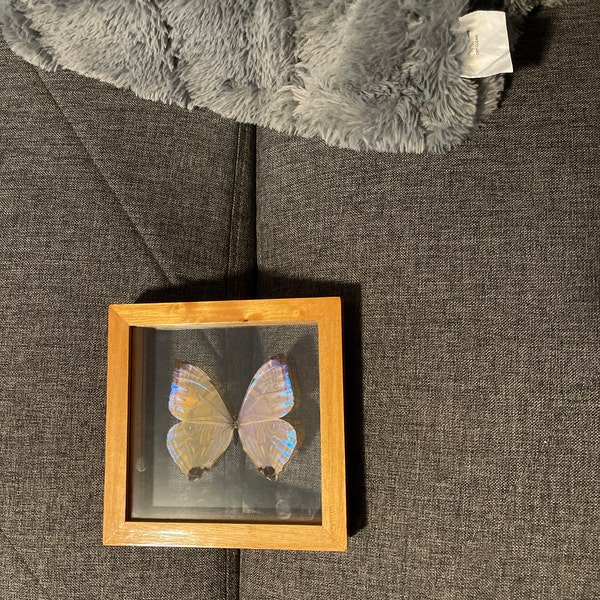 Real Framed Butterfly Morpho Sulkowski pearl Morpho Light Brown Frame ...