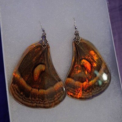 Extra Large Cicada Wing Fairy Earrings Real Insect Wing - Etsy