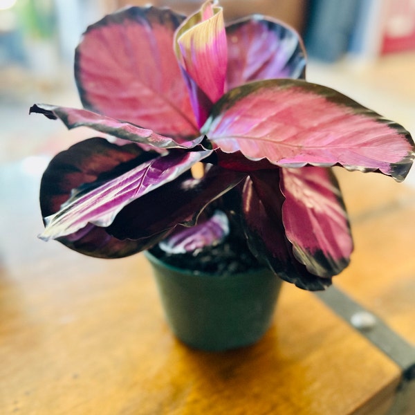 Calathea Pink Star in 6" Pot, Live Plant, Prayer Plant - Etsy