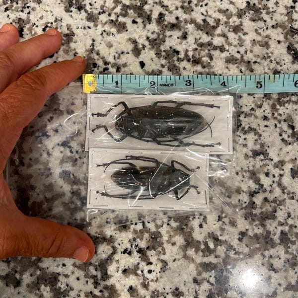 RARE (1) Tarantula Hawk Wasp Pepsis Heros Big Real Insect Bee Bug ...