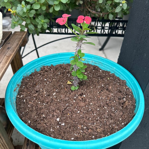 Men's Jacket // Vintage Jacket // STP Oil Retro Jacket // Kingsroad STP ...