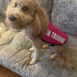 5-pack ADOPT ME Bandana Scarf for Rescue Dogs - Etsy