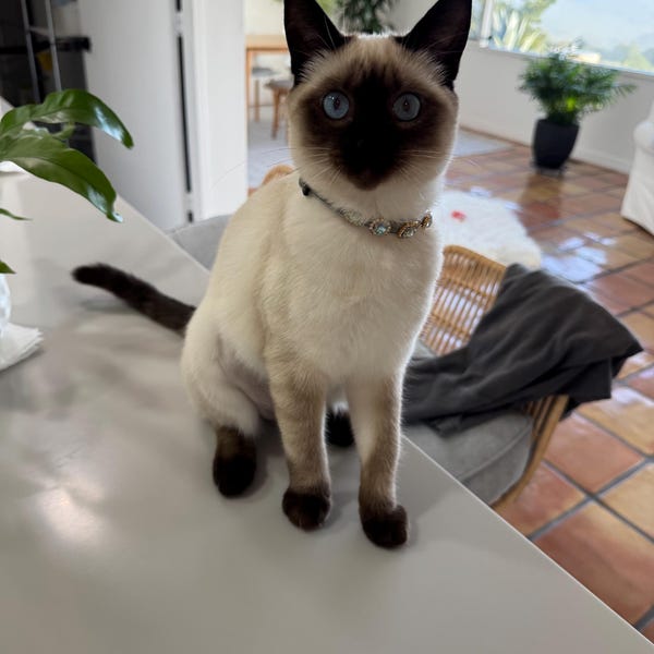 Light Green Embroidered Breakaway Cat Collar, Small Dog Collar, Kitten ...