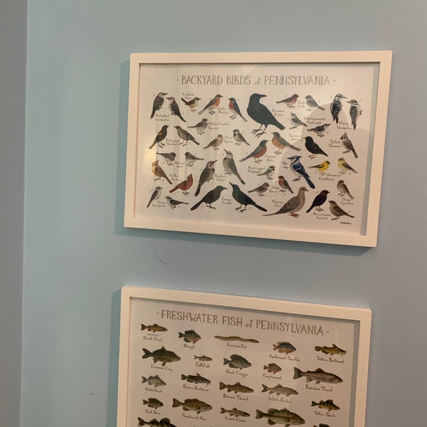 Pennsylvania Freshwater Fish Field Guide Art Print / Fish Nature Study ...