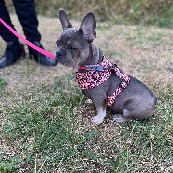Biothane® Waterproof Two-coloured Dog Lead® - Etsy UK