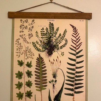 Ferns Print Ferns Poster Ferns Wall Art Botanical Print Vintage Fern ...