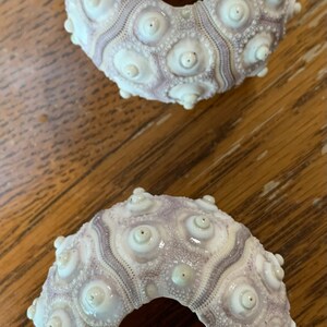 White Sea Shell Mix Beach Wedding Decor Sea Shells Bulk Bag of - Etsy