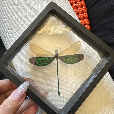 Real Framed Giant Actias Luna Moth 3D Floating Shadow Box Insect Oddities Home Gothic Wall ...
